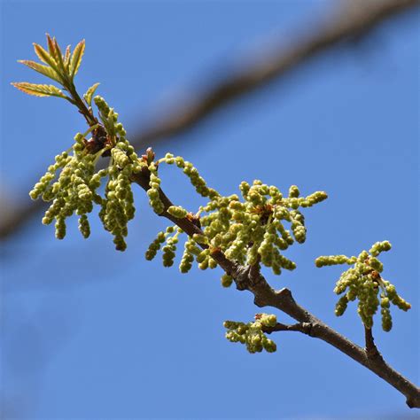 Chinquapin Oak Ontarioca