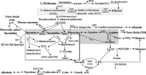1 Schematic Representation Of Polyamine Pa Metabolism With Special Download Scientific
