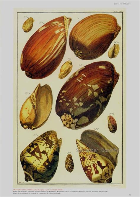Volute Shells Australia Indonesia West Africa Seba Conchology Etsy