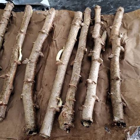 5x Cuttings Sweet Yuca Cassava Manihot Esculenta Tree Plant Root