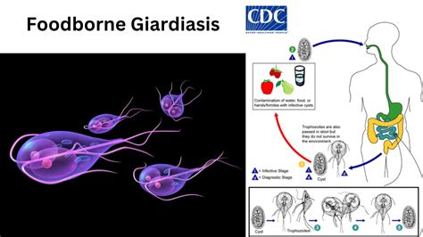 Classification Of Protozoa Biology Notes Online