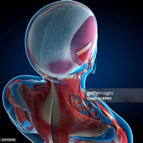 Neck Tendons Photos And Premium High Res Pictures Getty Images