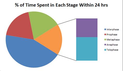 Mitosis Lab Root Tip Ciara Hanlon S AP Biology Labs