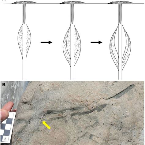 Field Photo Of Rosselia And Conceptual Illustration Of Its Formation