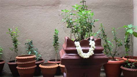 Tulsi Plant তুলসী গাছের সঙ্গে লাগান এই ৩ গাছ ফুলে ফেঁপে উঠবে ব্যাঙ্ক