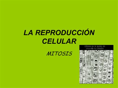 la reproducción celular