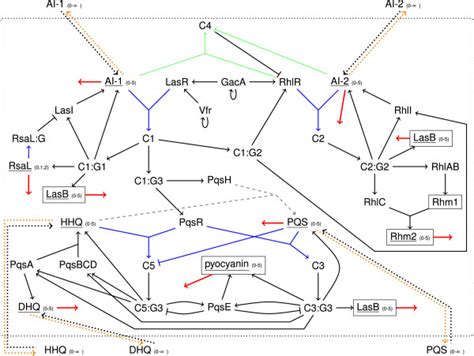 Qs Network As A Boolean Topology Black Edge Threshold Is 1 Blue