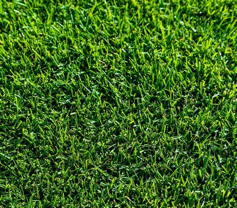 Tifway 419 Bermuda Grass Sod Mississippi Sod Sod Grass Delivery In