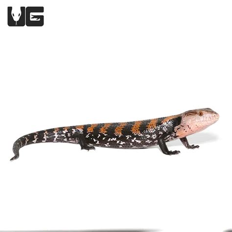 Halmahera Blue Tongue Skink Tiliqua Gigas For Sale Underground Reptiles