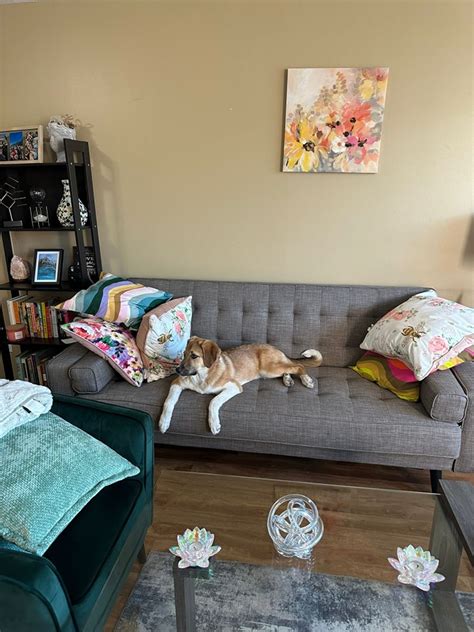 ცხოველთა გადარჩენის ცხოველთა გადარჩენის სახალხო ფრონტი