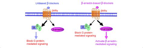 Schematic Diagram Representing β Blockers Mediated β Arrestin Biased