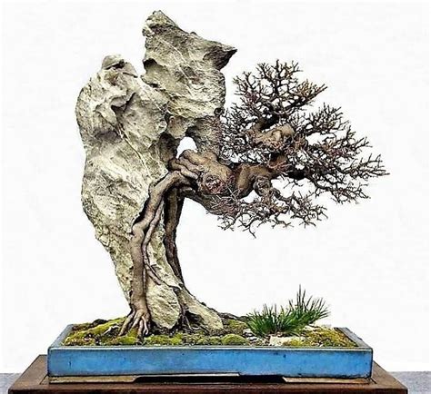 31 Bonsai Trees Ideas To Save Today Bonsai Bonsai Garden Bonsai Art And More