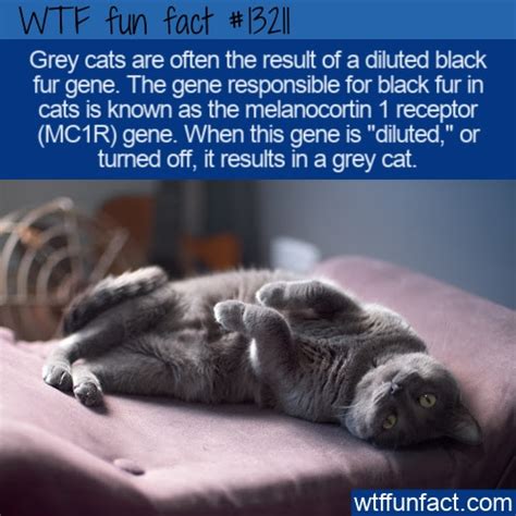 WTF Fun Fact 13211 Grey Cat Genes
