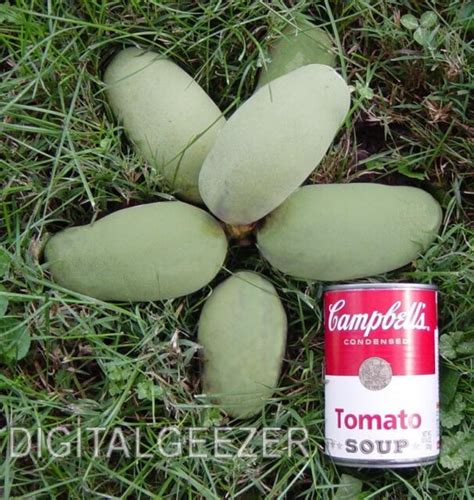 12 Fresh Paw Paw Fruit Tree Seeds Pawpaw The Indiana Banana New