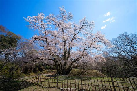 鉢形城 氏邦桜 エドヒガン桜の見頃撮影時期 Nippon Photo Net