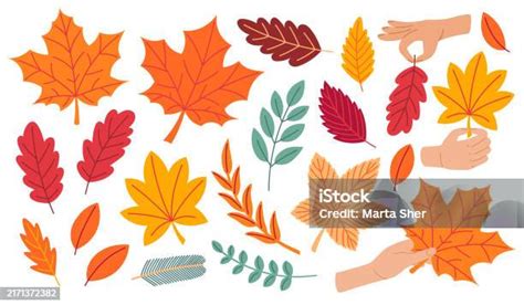가을 아늑한 디자인 요소 가을 나뭇잎 단풍의 집합입니다 흰색 배경에 고립 된 평면 벡터 일러스트 레이 션 0명에 대한 스톡 벡터 아트 및 기타 이미지 Istock