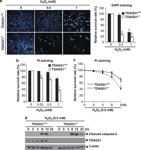 Oxidative Stress Induced Apoptosis Is Elevated In T Cell Download