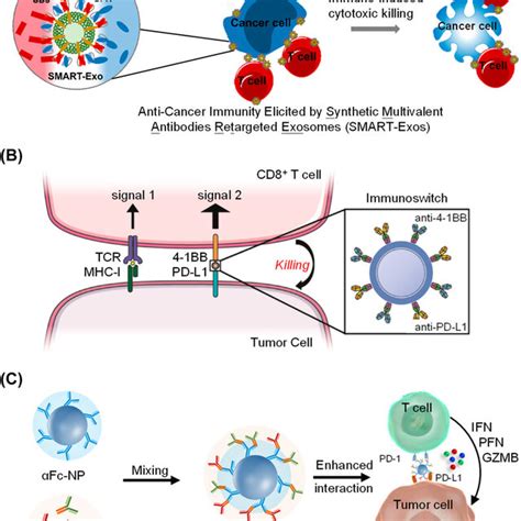 Nanoparticles For Car T Cell Engineering A Poly β Amino Ester