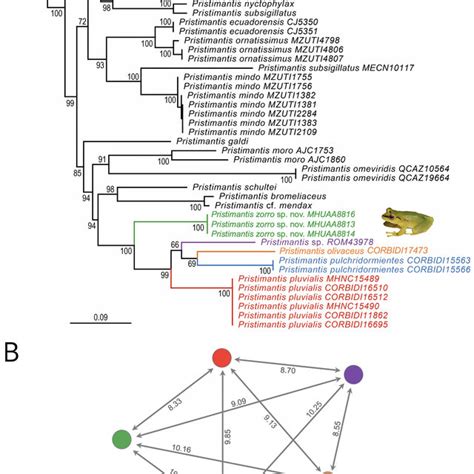 a maximum likelihood tree lnl 104073 3 depicting evolutionary