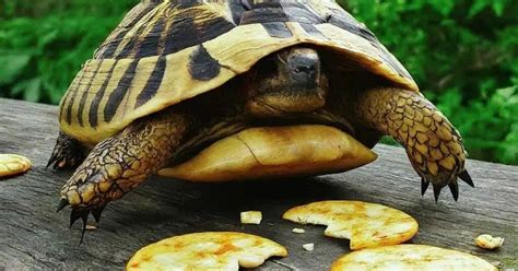 “can Turtles Eat Cracker In Safely” Turtle Omg Medium