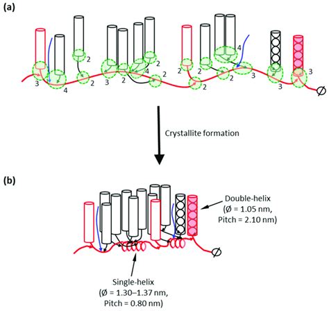 Amylopectin Helix