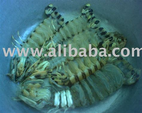 Live Zebra Mantis Shrimp Productsmalaysia Live Zebra Mantis Shrimp