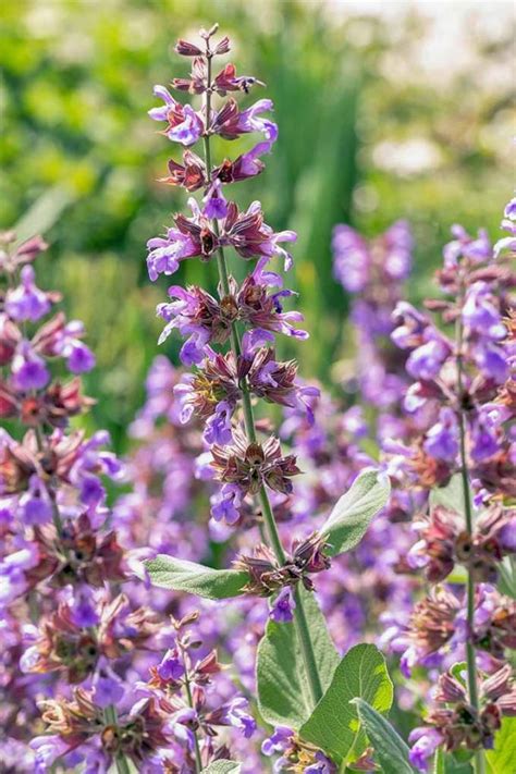 The 9 Best Full Sun Flowering Perennials For Zones 7 11 Gardeners Path