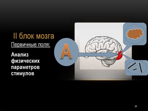 Теория о трёх функциональных блоках мозга. Функциональное значение ...