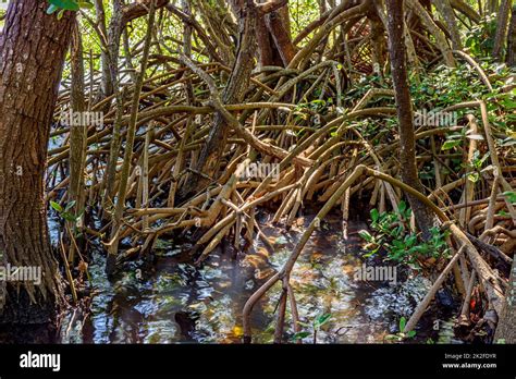Dense Vegetation In The Tropical Mangrove Forest With Its Roots Stock
