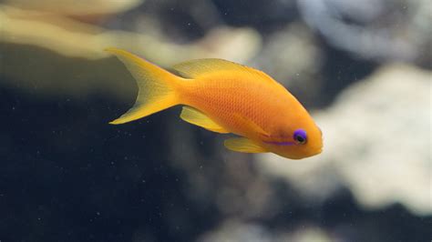 Poisson Orange Mauve Photo Gratuite Sur Pixabay Pixabay