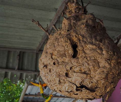 Wasp Nest Removal