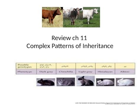 Pptx Review Ch 11 Complex Patterns Of Inheritance Biology Dokumen Tips