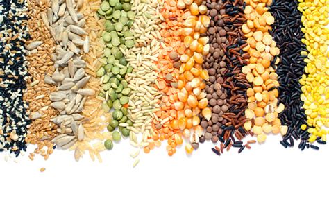 쌀 아마 해바라기 문두콩 렌즈콩 옥수수로 구성된 흰색 배경에 다채로운 시리얼과 곡물 종자 줄무늬의 다양한 종류 렌즈콩에 대한 스톡 사진 및 기타 이미지 Istock