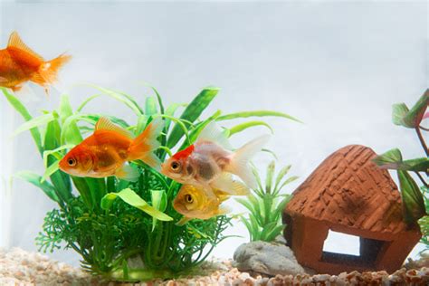 황금 물고기 또는 금붕어 녹색 식물 신선한 수족관 탱크에서 수 중 수영 부동 구피에 대한 스톡 사진 및 기타 이미지 구피 금붕어 기포 Istock