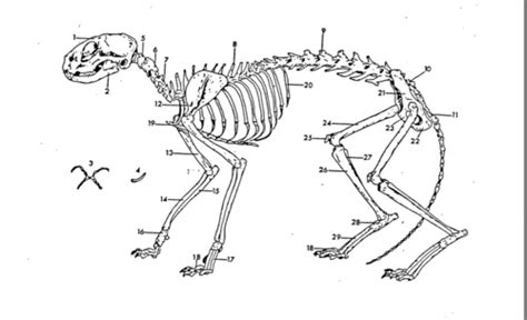 Cat Skeletal Anatomy Flashcards Quizlet