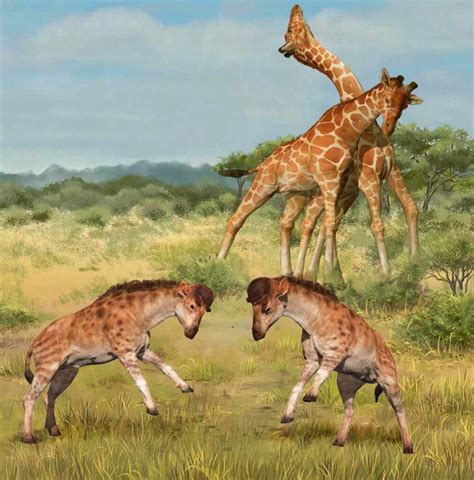 Did Giraffes Evolve Their Long Necks For Combat Bbc Science Focus