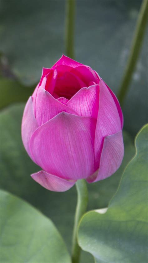 Lotus Wallpapers Wallpaper Cave