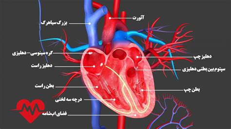 فیزیولوژی قلب عملکرد، ساختار و نقش سیستم گردش خون در بدن دکتر عارف فاتحی
