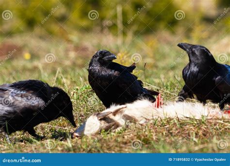 Raven Die Hun Prooi Eten Stock Foto Image Of Hoornen 71895832