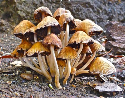 Fungal Forest A Fanciful Fungal Bouquet Found In The Fores Flickr