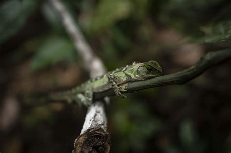 Viaje Al Amazonas Del Delfín Rosado