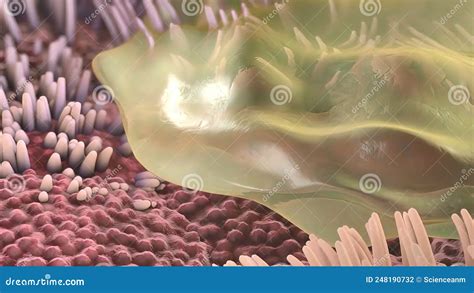 Formation De Mucus Dans Les Poumons Humains Illustration Stock