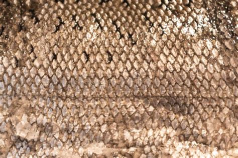 Scaley Hud Av En Burmese Pytonorm Fotografering F R Bildbyr Er Bild