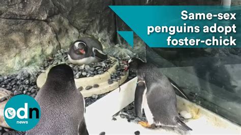 Same Sex Penguins Adopt Adorable Foster Chick Youtube