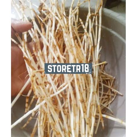 Jual Jual Akar Alang Alang Atau Ilalang Segar 500 Gram Obat Ginjal
