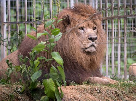 Un lion tue un homme entré dans son enclos dans le zoo d Accra