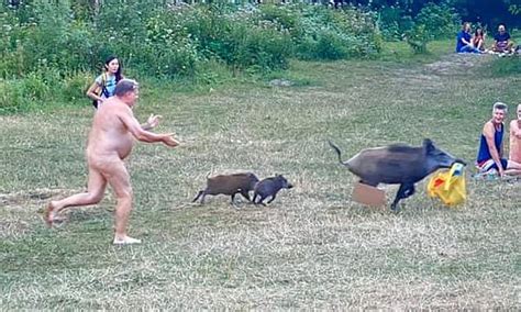 Naked Man Is Forced To Chase Wild Boar After It Snatched His Laptop At Naturist Hotspot In