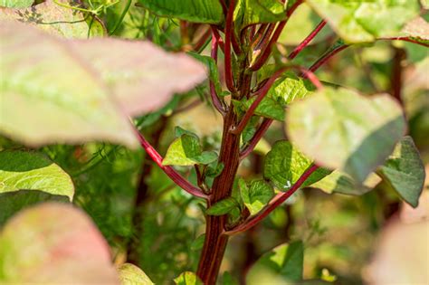 야채 잎 빨간 아마란스 잎과 줄기는 일반적으로 요리 후 먹는다 0명에 대한 스톡 사진 및 기타 이미지 0명 관목 날것 Istock