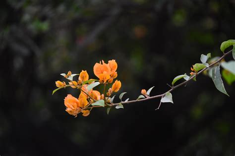 Flores Bloom Rama Foto Gratis En Pixabay