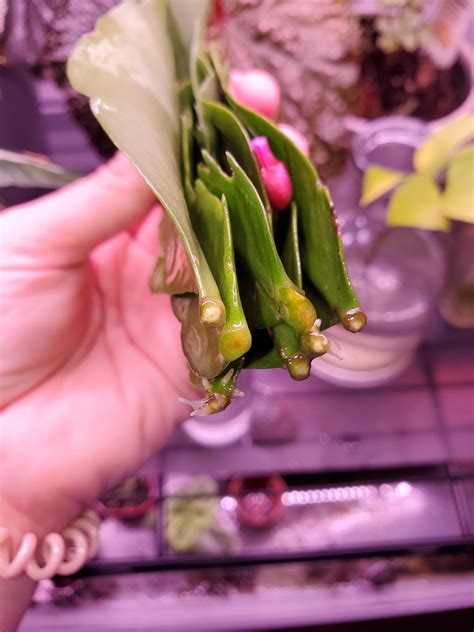 Progress 💚 Rpropagation